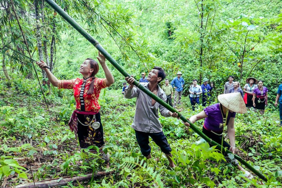 Bamboo Afforestation Project - Vietnam Green Sourcing